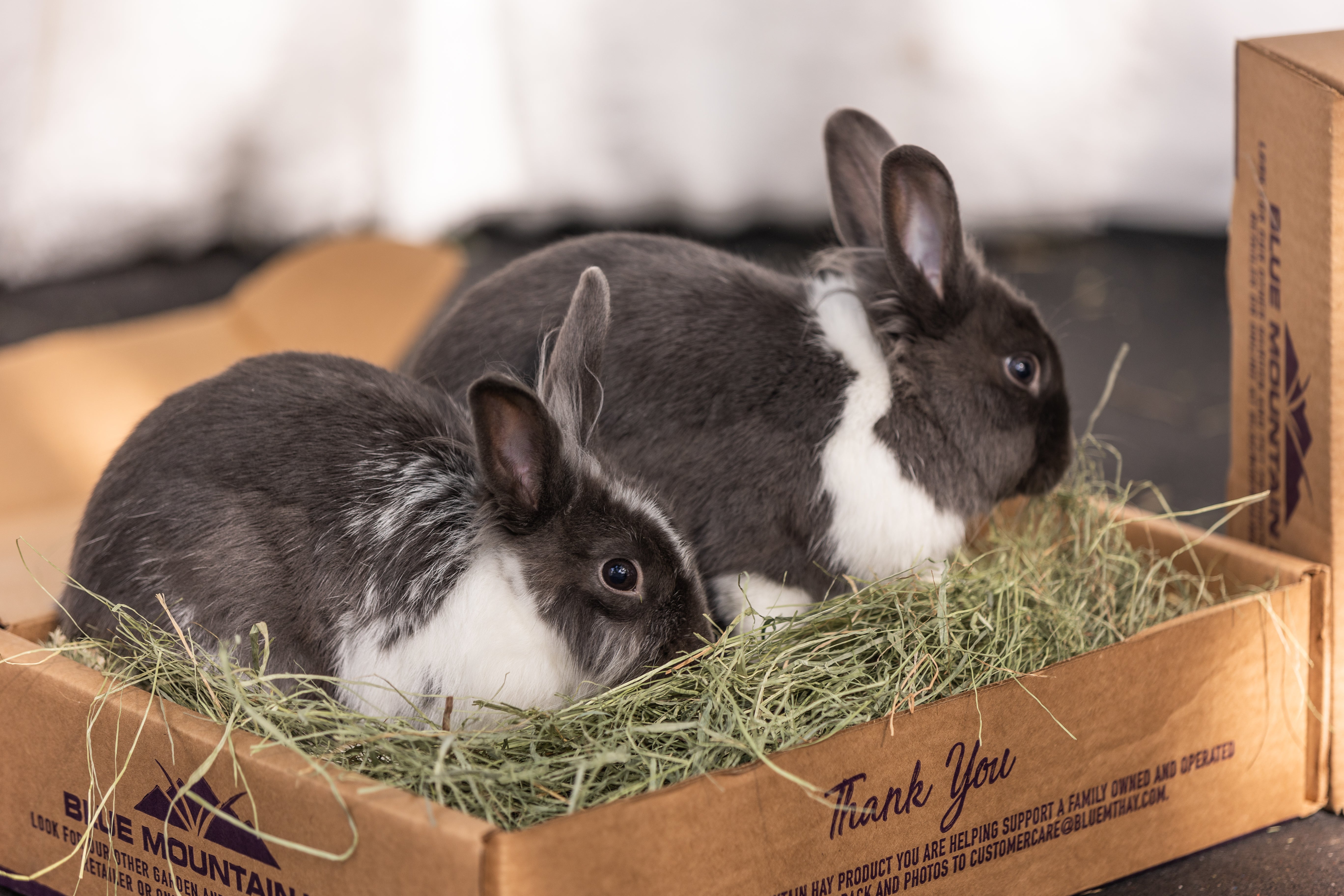 Premium High-Altitude Hay for Small Pets | Blue Mountain Hay