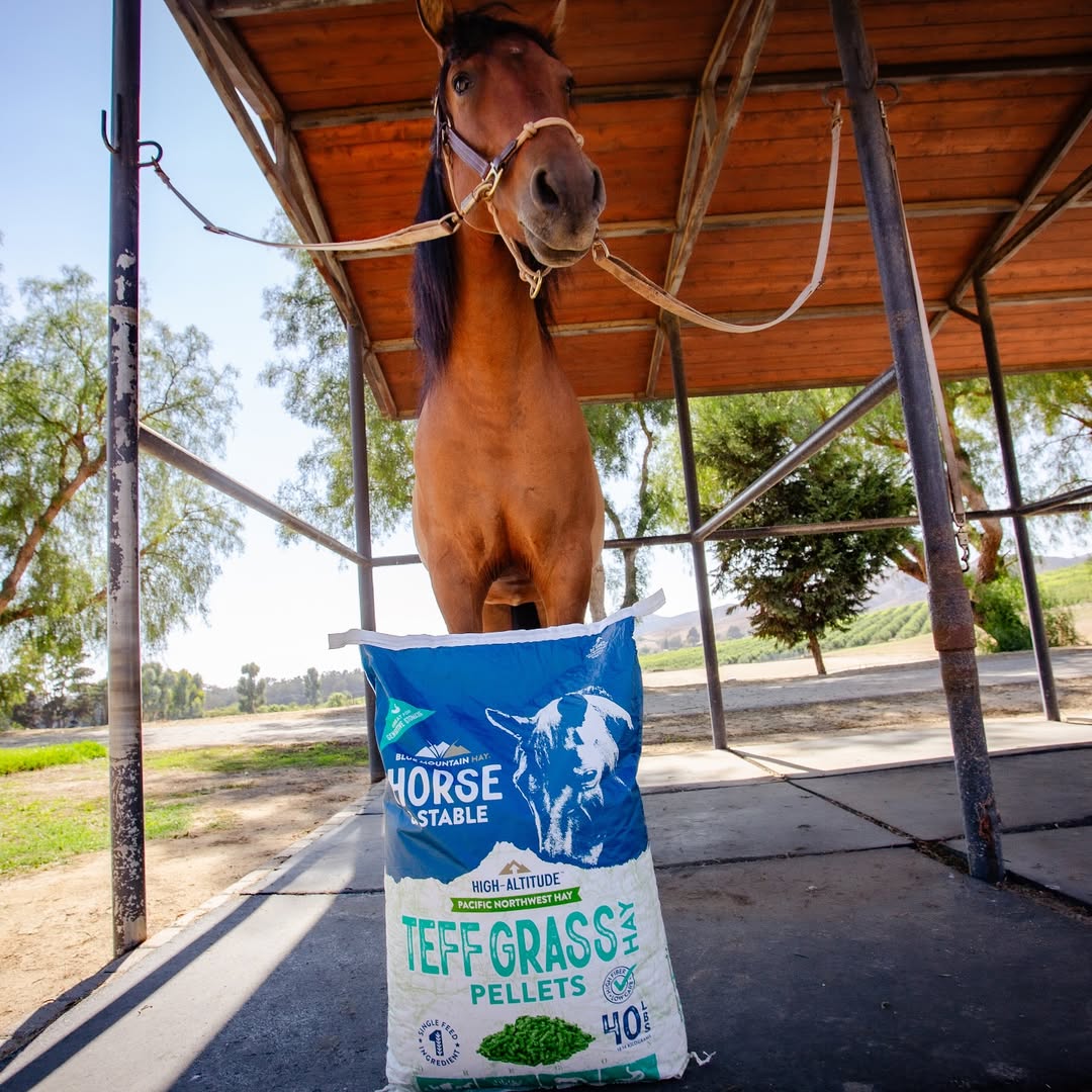Teff Grass Hay Pellets for Horses | Blue Mountain Hay